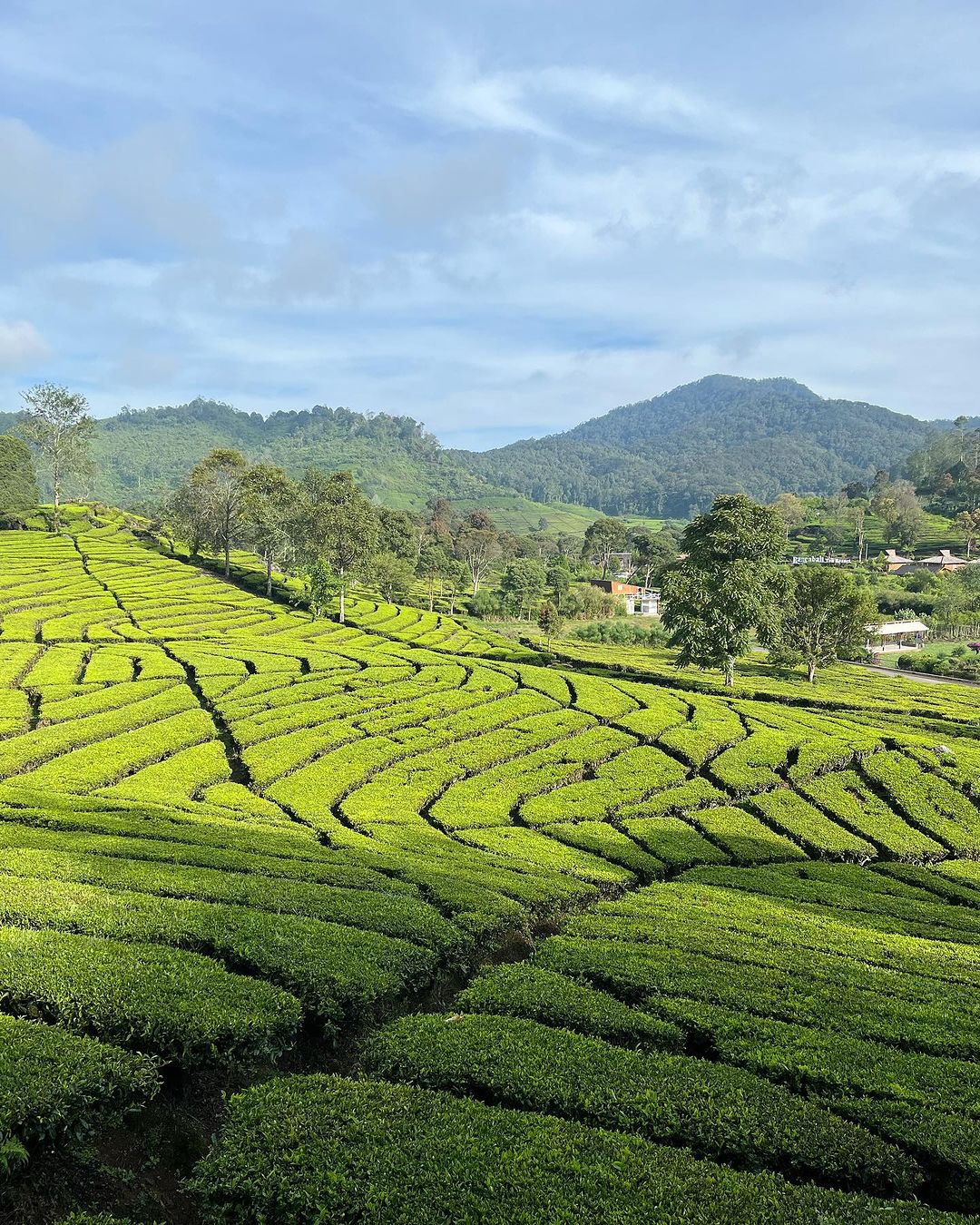 Healing di Perkebunan Teh Rancabali Bandung - Bolu Susu Lembang